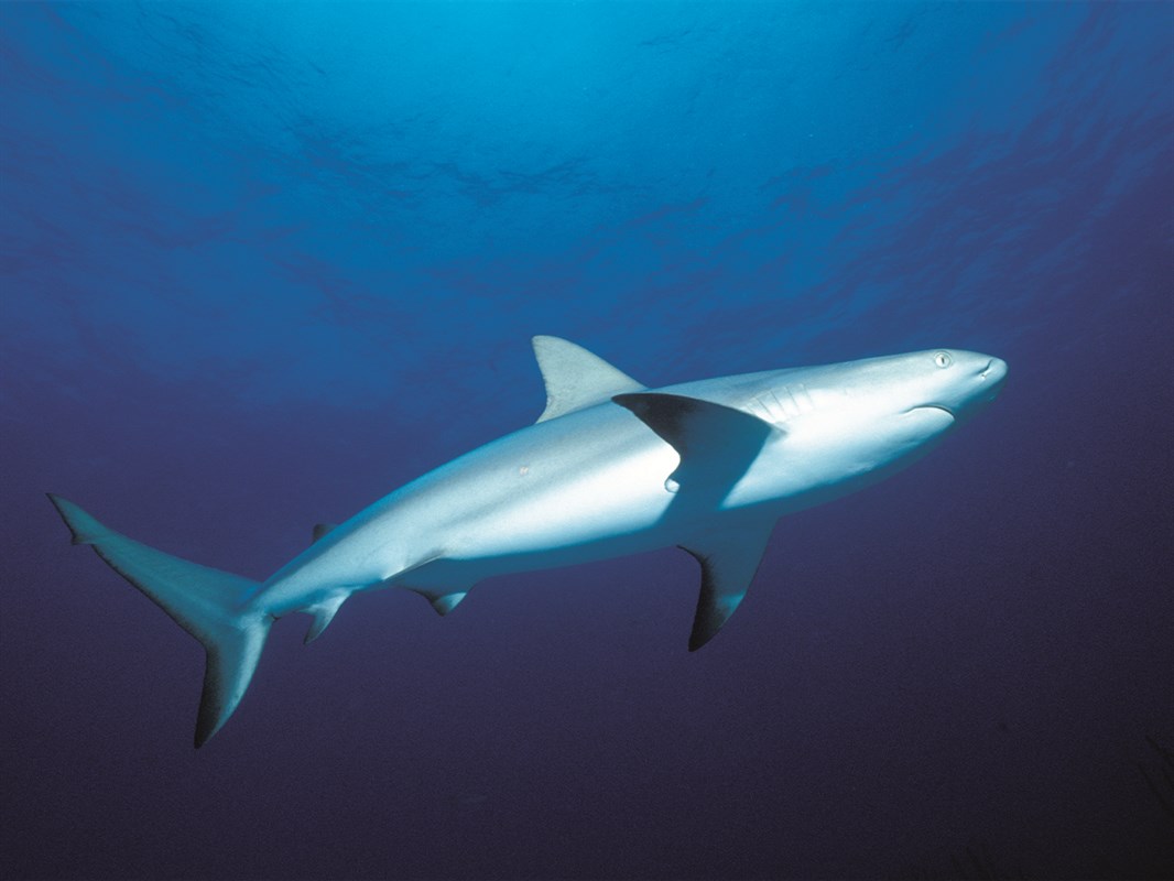 How I Learnt To Love Sharks - Fernhurst Books